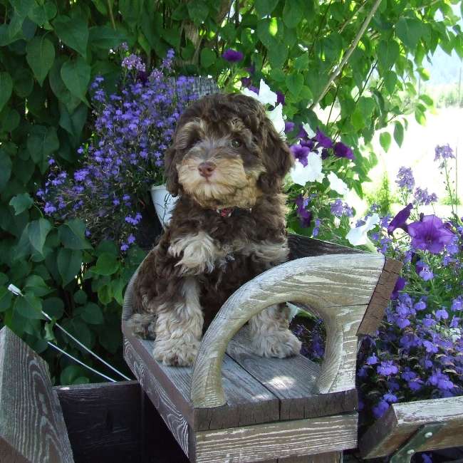 Adopt an Australian Labradoodle - Canadoodles