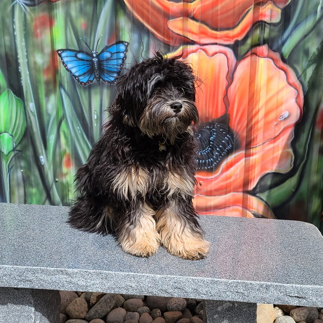Australian Labradoodle Litters Available in BC - Canadoodle
