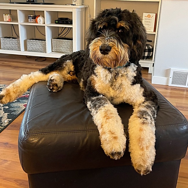 Australian Labradoodle Dads - Canadoodles